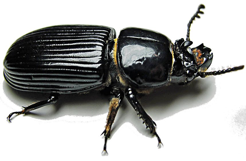 Fly Fishing In Yellowstone National Park: 08/01/2010 - 09/01/2010