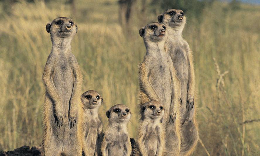 My Nature World: Meerkats
