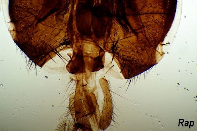 Macro y microfotografia: Microfotografía: Mosca desde el microscopio