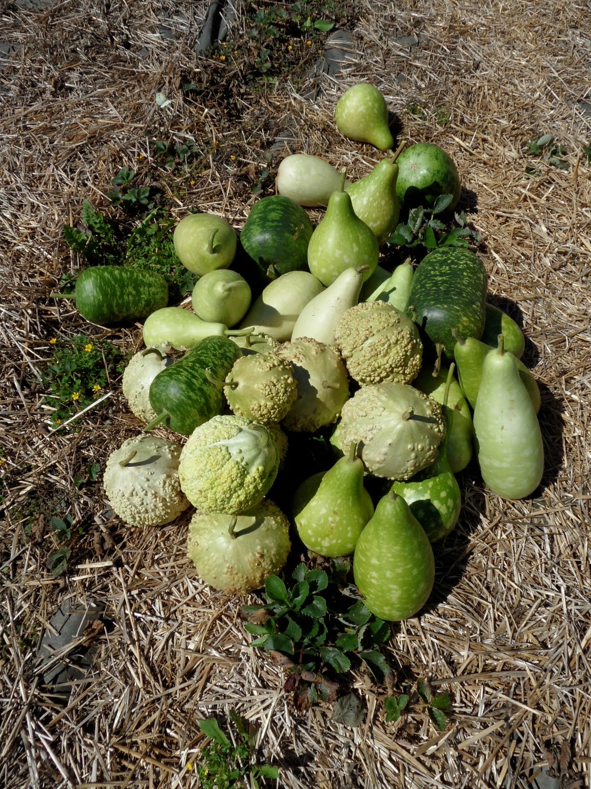 Gourd Harvest