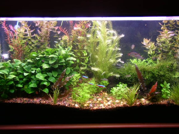 My Fish Tank: How to configure your freshwater fish tank