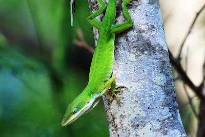 Luscious lime green lizard at SPI Sanctuary
