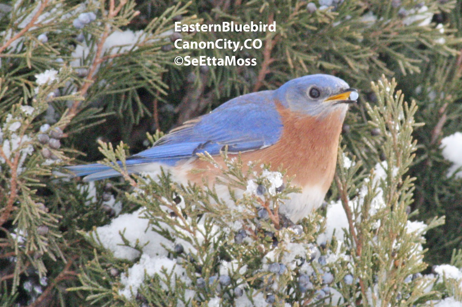 Eastern vs Western Bluebirds