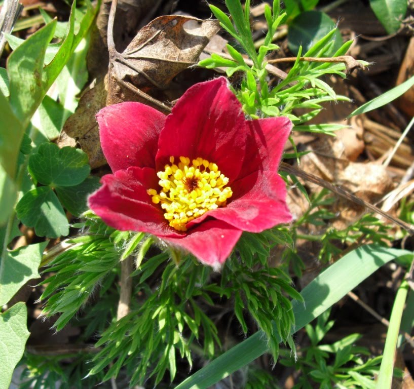 Life Among the Leaves: Outdoor Garden, April 9-11