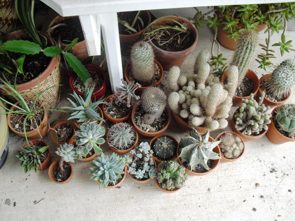 Life Among the Leaves: May 2010