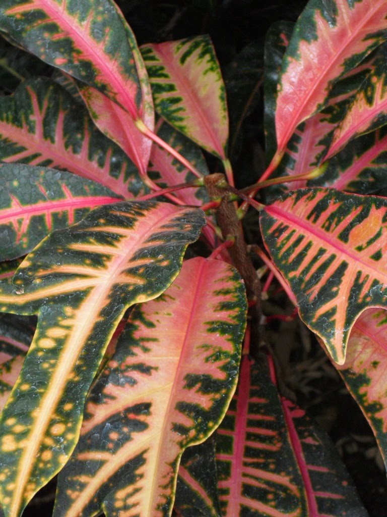 Life Among the Leaves: Botanical Fireworks for the Fourth