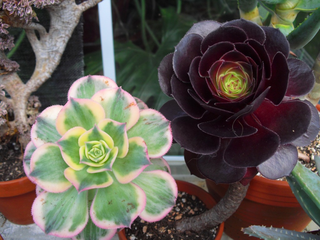 Life Among the Leaves: In Praise of Succulents: Aeonium Edition