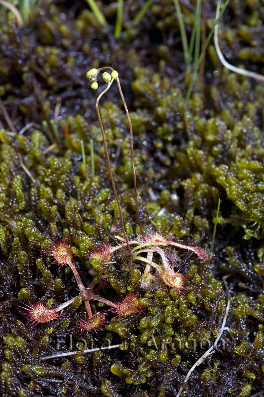 Flora de Aragón: Drosera rotundifolia