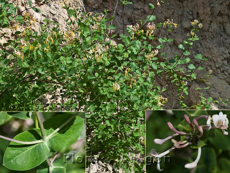 Flora de Aragón: Lonicera implexa