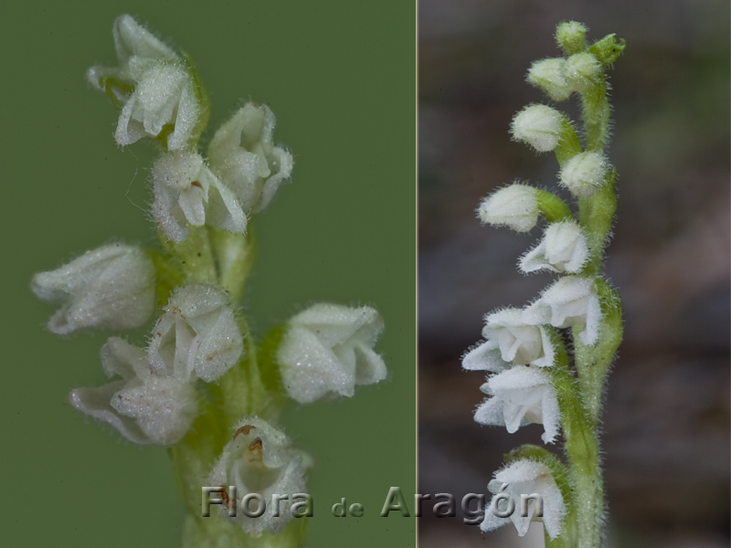 Flora de Aragón: Goodyera repens
