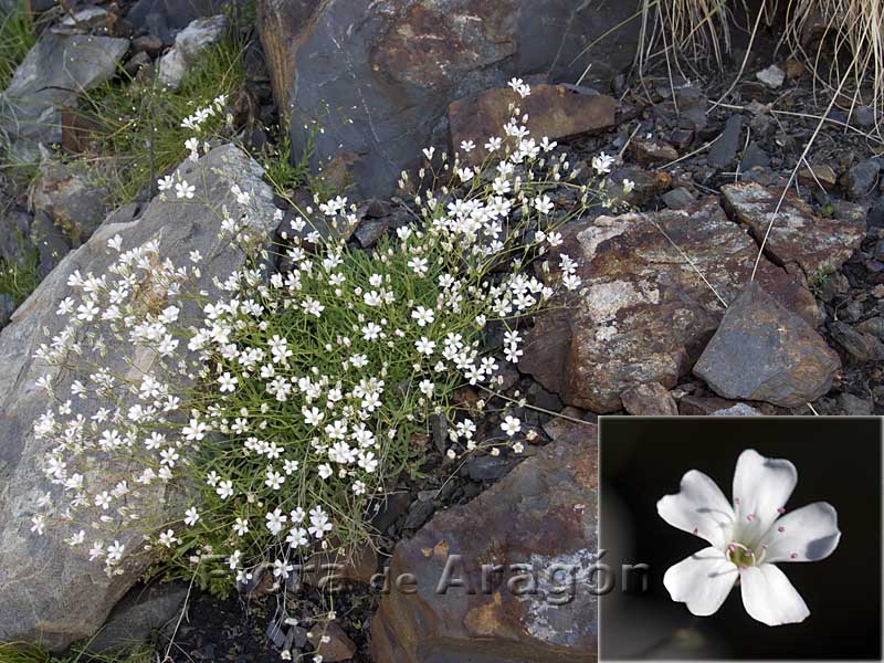 Flora de Aragón: Gypsophila repens