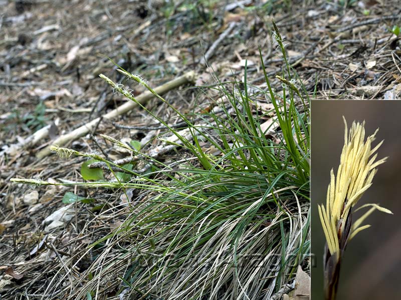 Flora de Aragón: Carex humilis
