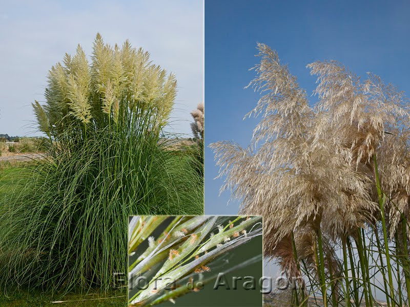 Flora de Aragón: Cortaderia selloana