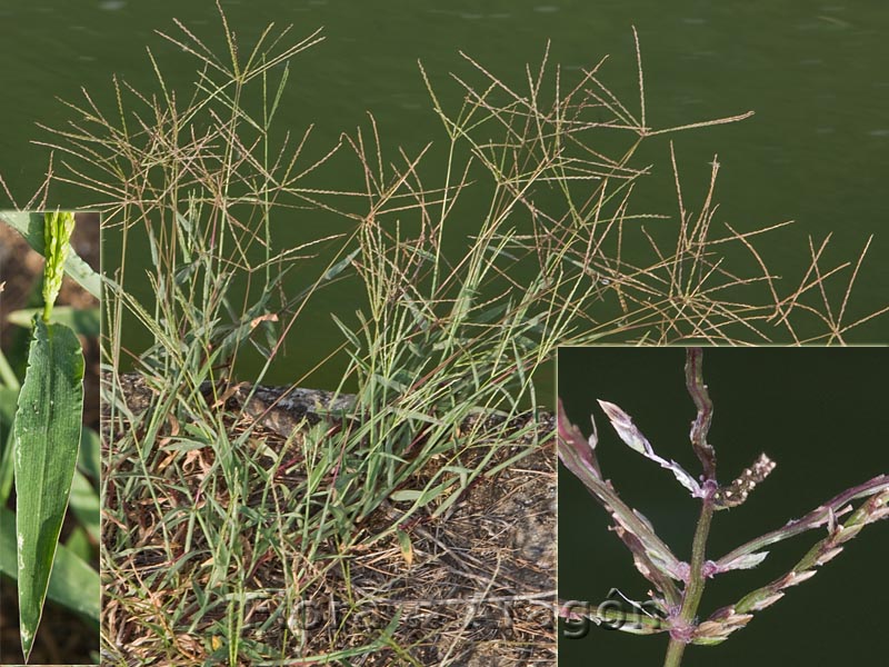 Flora de Aragón: Digitaria sanguinalis