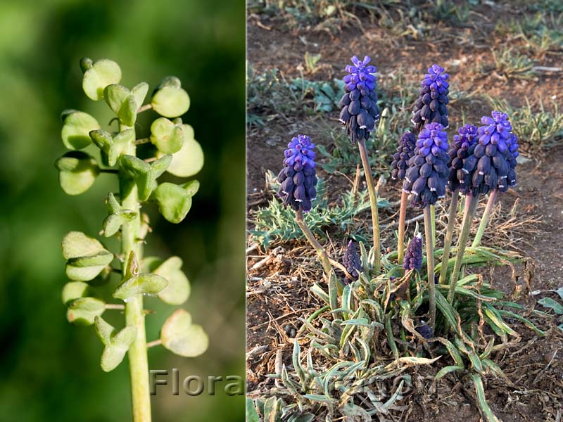 Flora de Aragón: Muscari neglectum