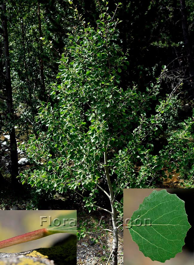 Flora de Aragón: Populus tremula