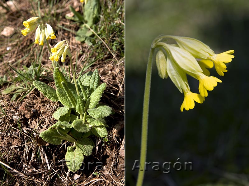 Flora de Aragón: Primula veris