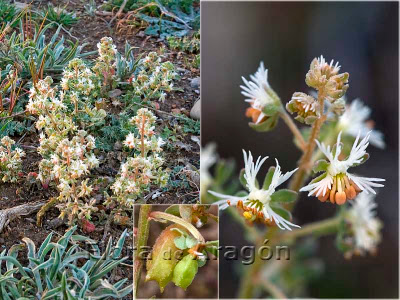 Flora de Aragón: Reseda phyteuma