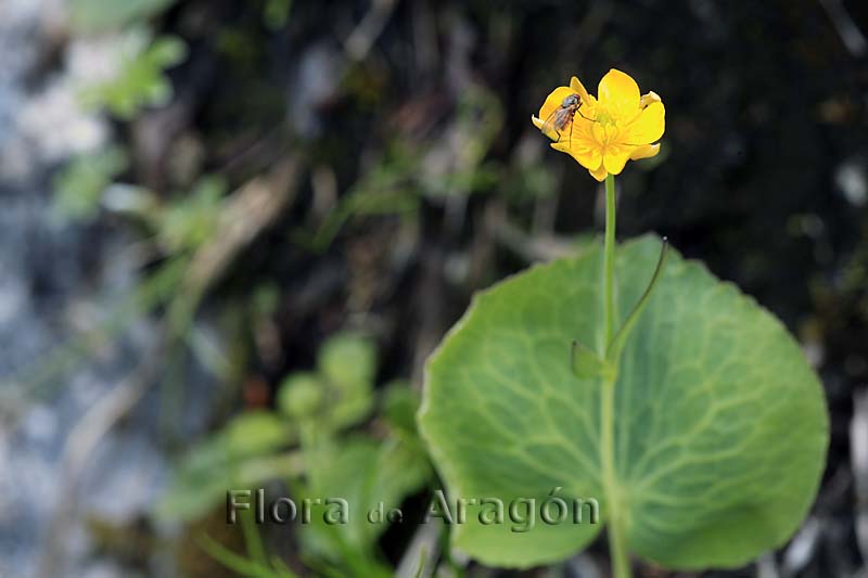 Flora de Aragón: Ranunculus thora