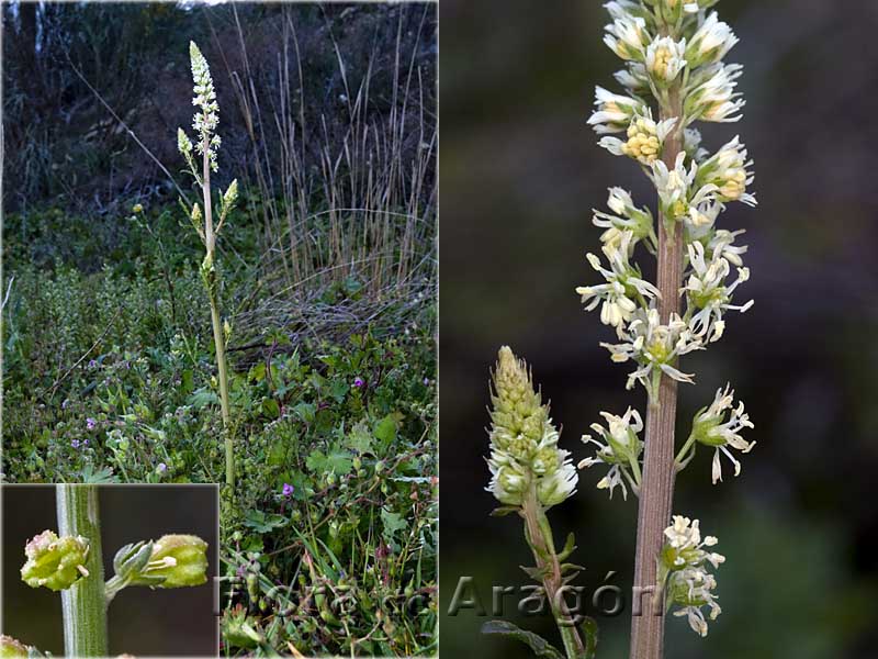 Flora de Aragón: mayo 2008