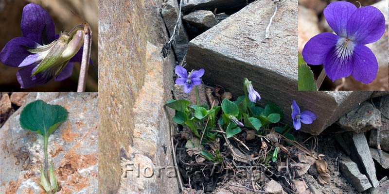Flora de Aragón: Viola riviniana