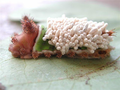 Magacín: Zombies y cómo los ronrones salvaron Australia