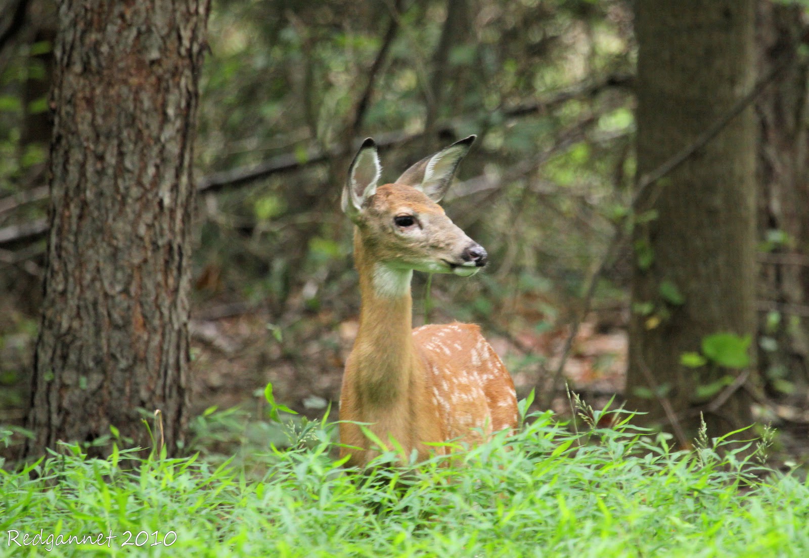 Redgannet: Raglans Wood, Tyson's Corner, Fairfax, VA, USA.