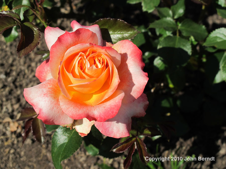 Maplewood Rose Garden Pictures