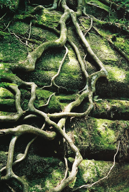 Amy's Blog: Natural Forms Project