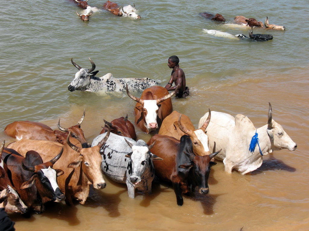 Bumble in the Jungle: A Recording of My Time in Africa: Can cows swim?