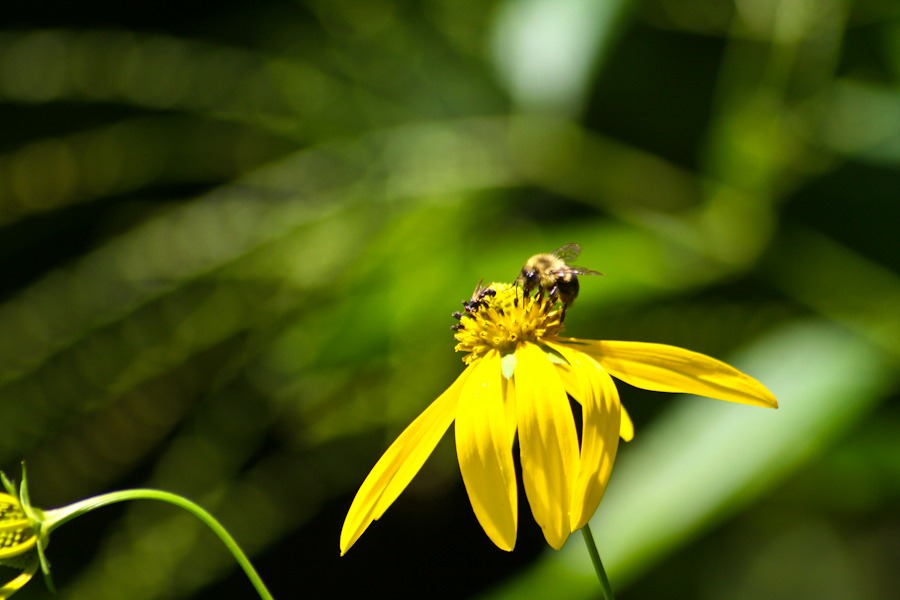 Bio2: Plant/Insect interaction