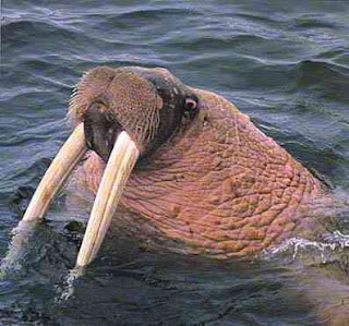 ANIMALES A LA VISTA: La morsa