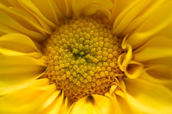 ¿Cómo está hecho el polen? | Página de curiosidades y más