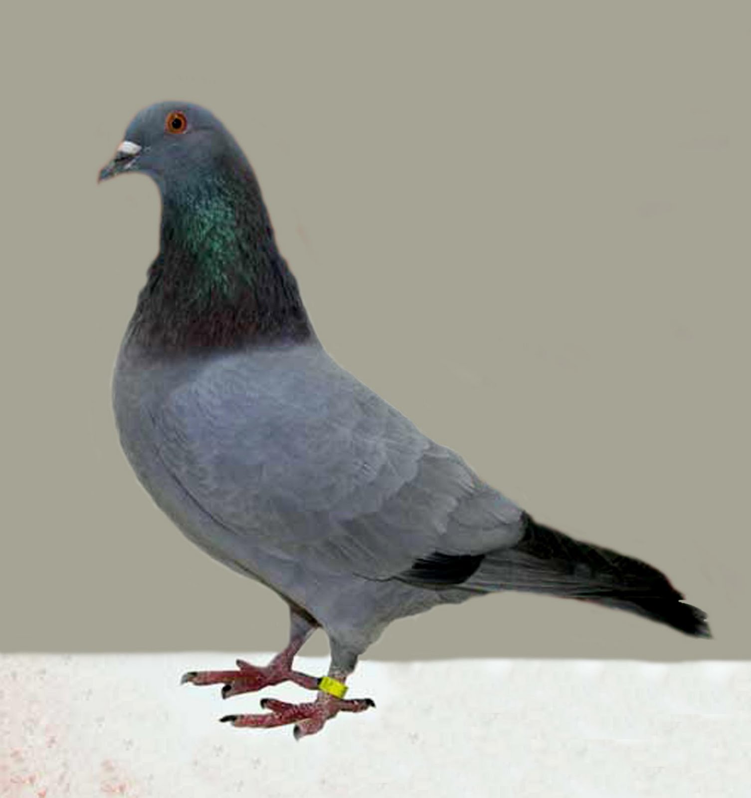 ΡΑΤΣΕΣ ΠΕΡΙΣΤΕΡΙΩΝ: Gascogne Pigeon