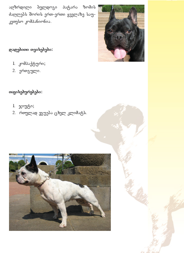 მარი: ფრანგული ბულდოგი