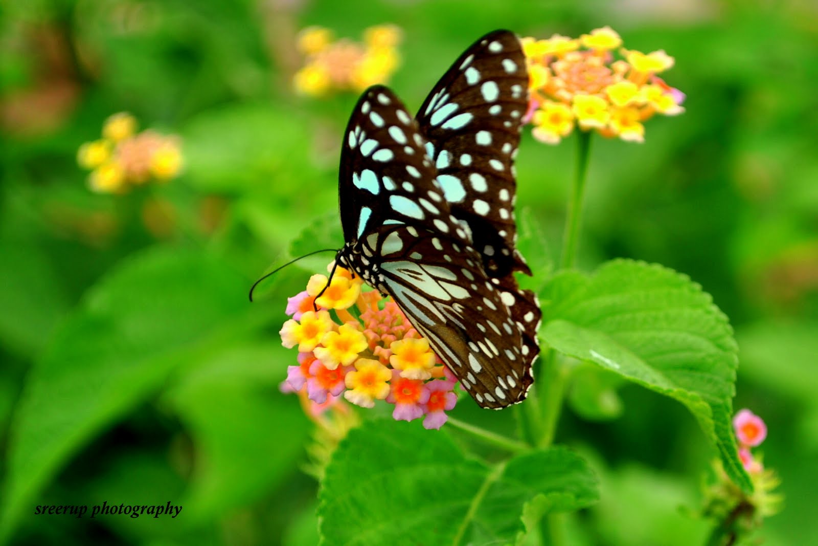 New World: Life of Butterfly