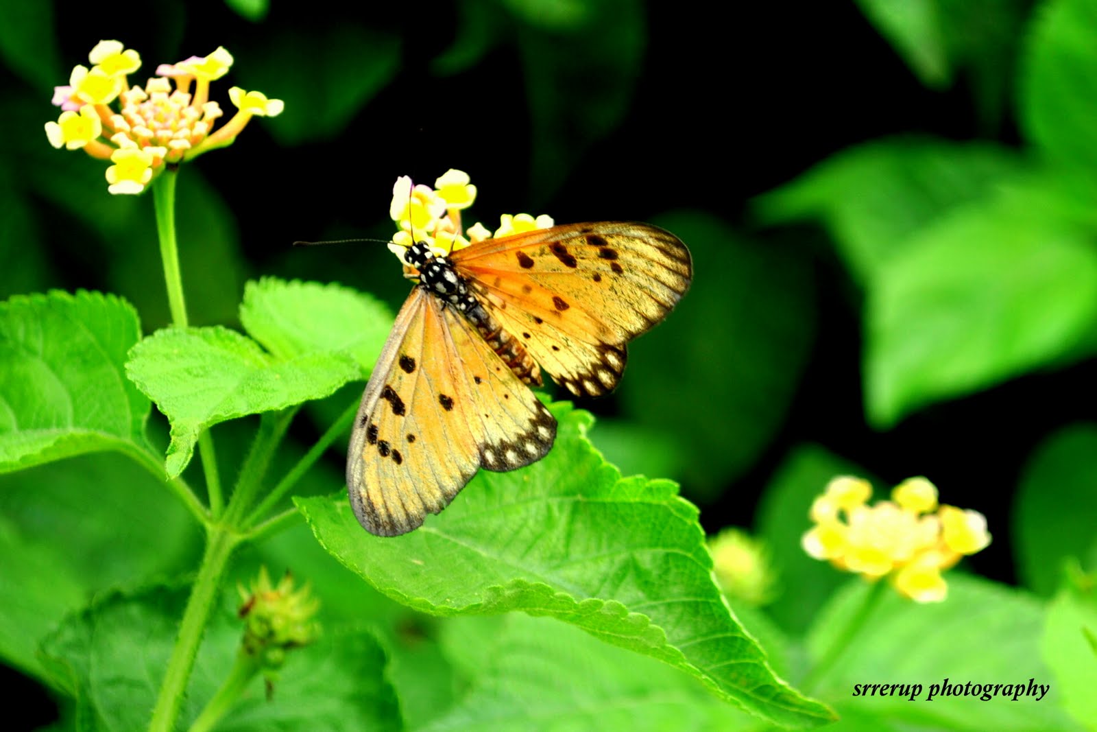 New World: Life of Butterfly