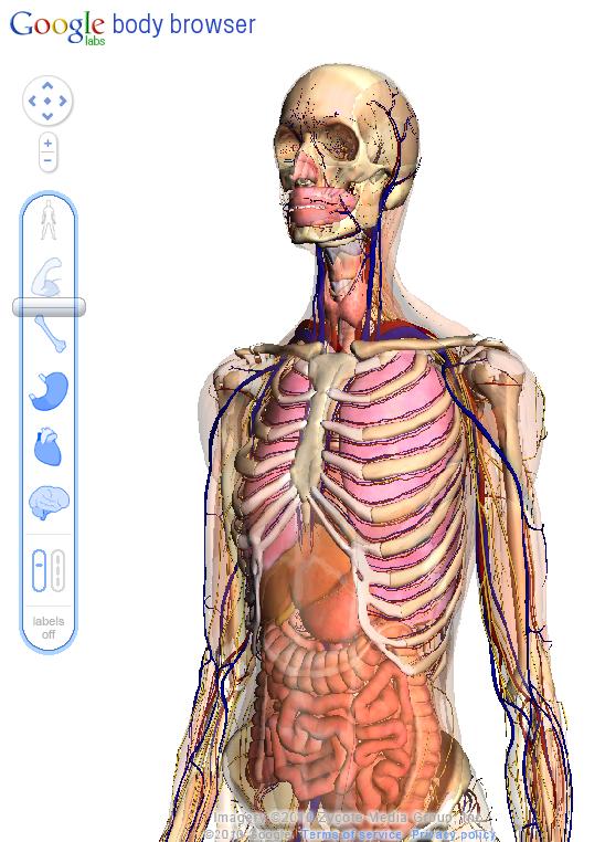 Navega el cuerpo humano con Google | Tecnoactualidad Navega el cuerpo humano con Google | Tecnoactualidad