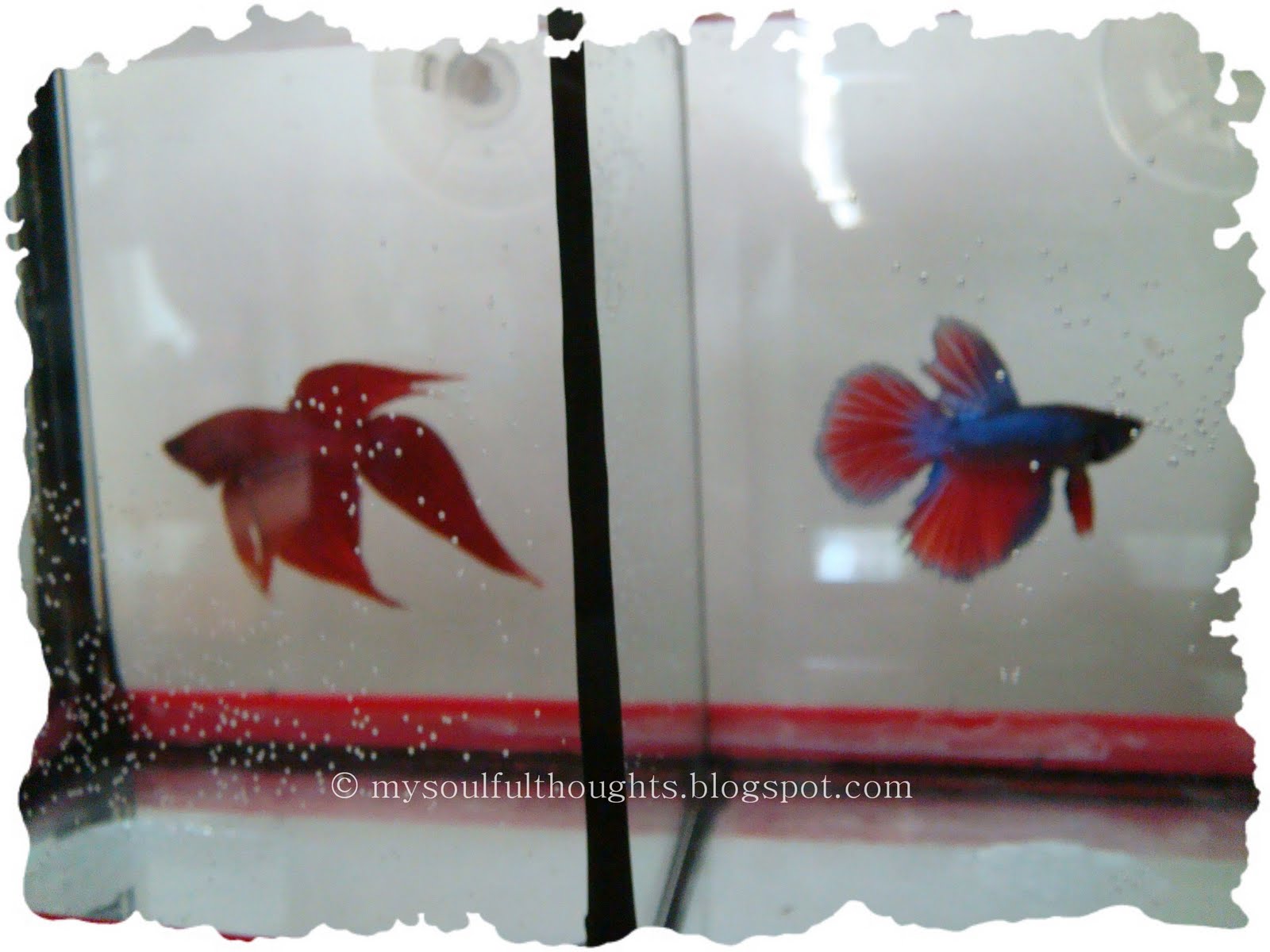 Heart of Rachel: 2010