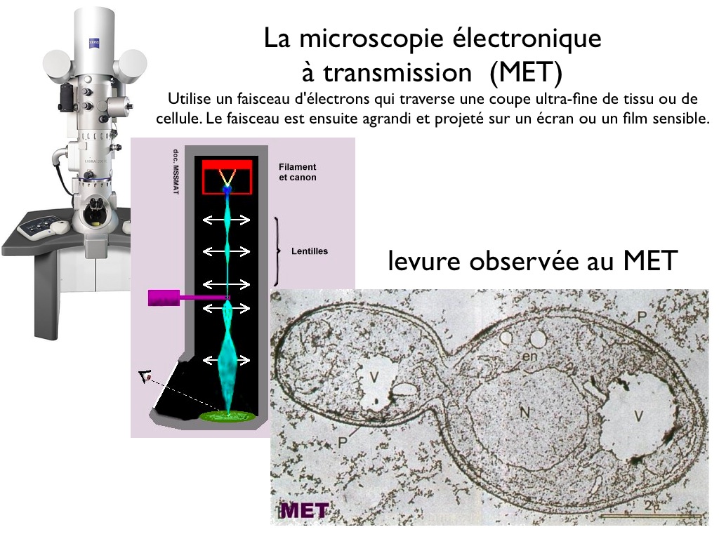 svtOlycée: Quatre types de microscopie