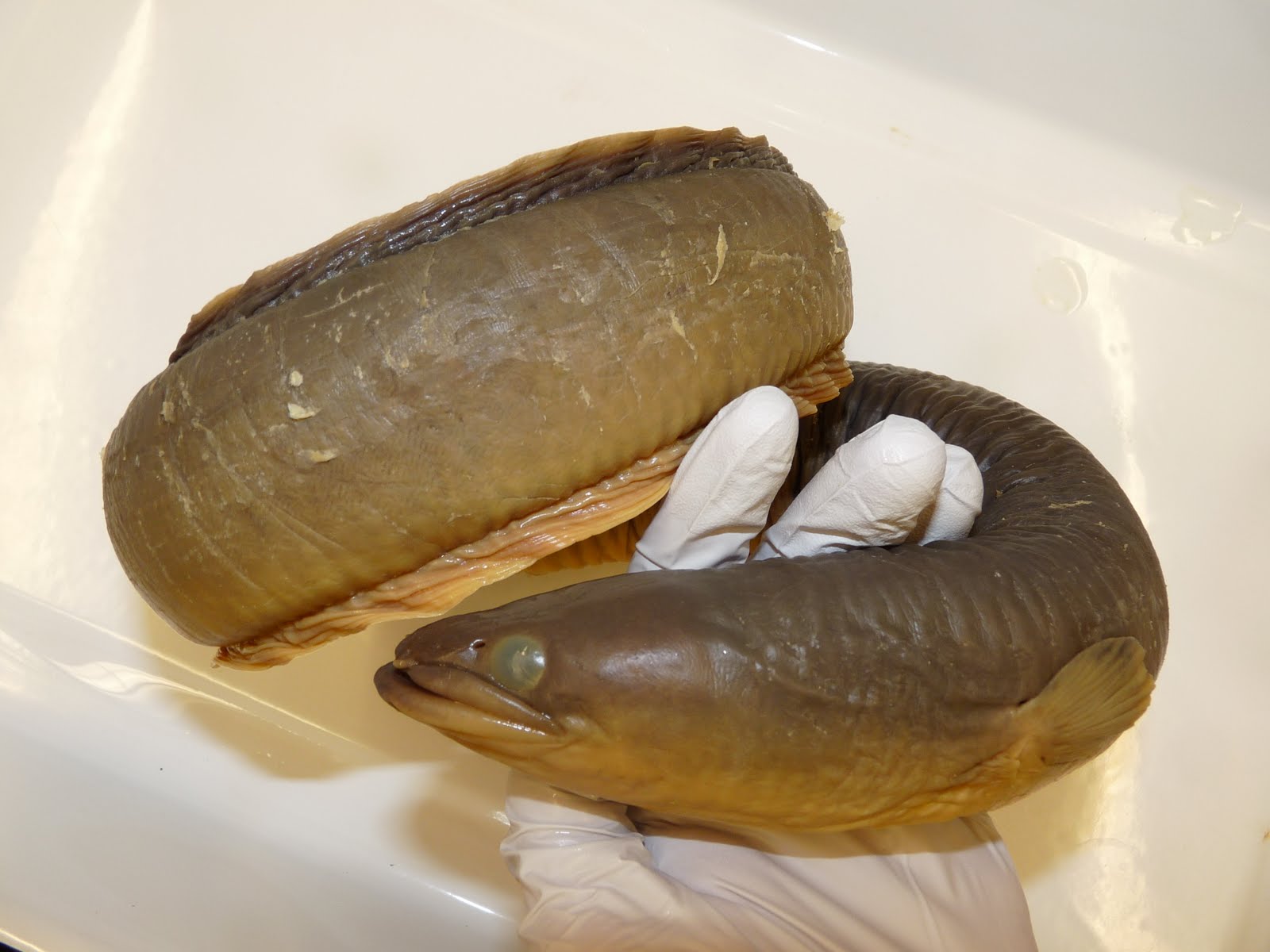 Elver Eels (American) | oddanimal