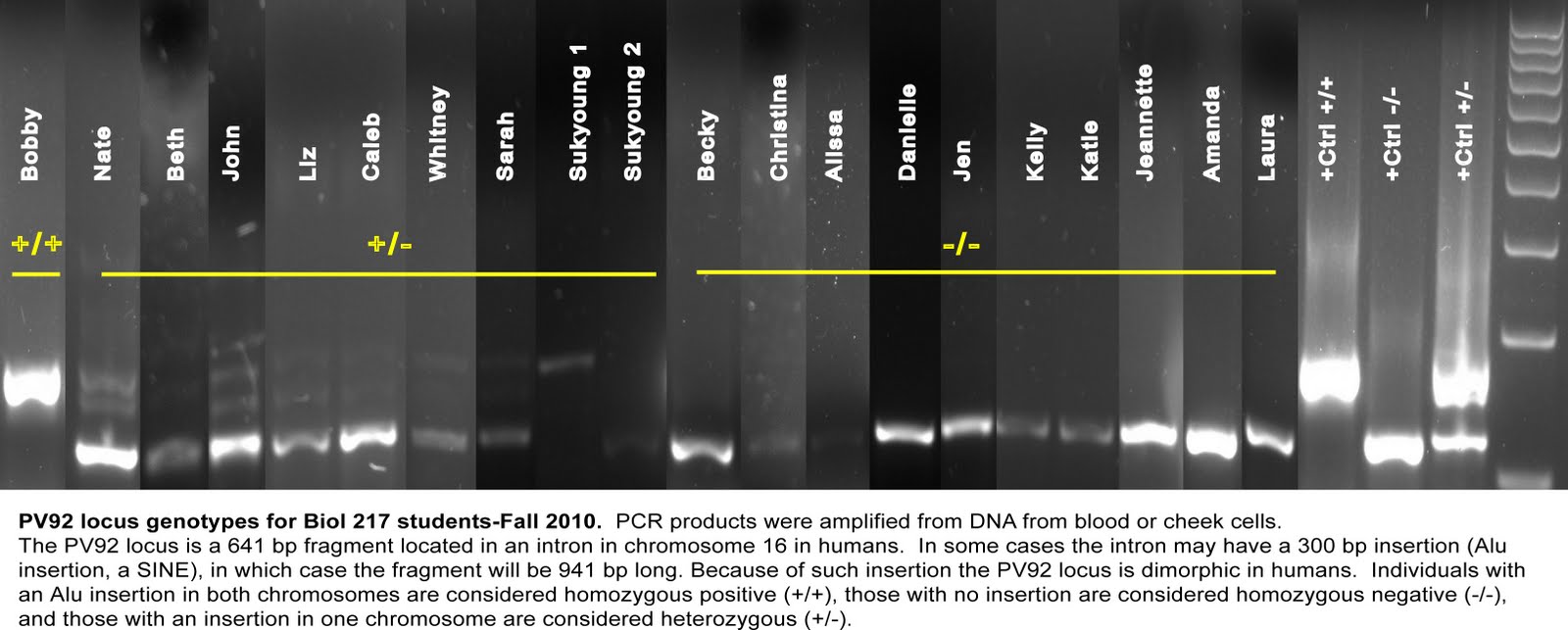 ONU Biology 217: Module 1, Lab 03 - PCR of the human PV92 locus
