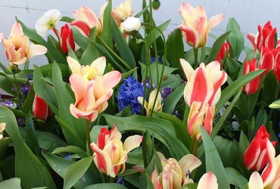 Best Favorite Flowers In The World: Top 10 Flowers World