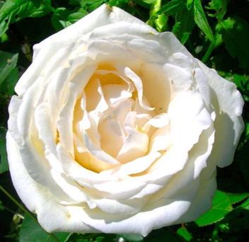 Best Favorite Flowers In The World: White Christmas Rose