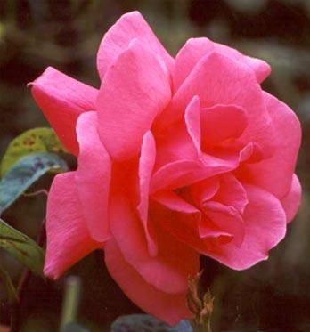 Best Favorite Flowers In The World: Top 10 Roses