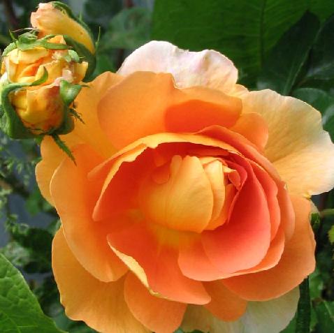 Best Favorite Flowers In The World: David Austin Rose