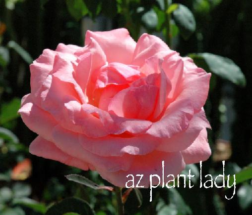 Best Favorite Flowers In The World: Touch of class Rose
