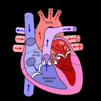 Sistemas Biológicos: Cardiomegalia