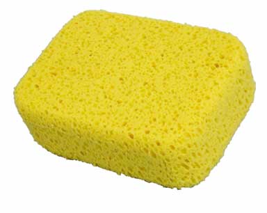 Egghead Education: Sponge Science Activities