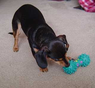 For The Love of Wiener Dogs: Open Season 2 best wiener dog movie of the ...